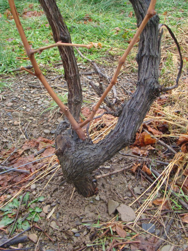 Grapevine Rootstocks