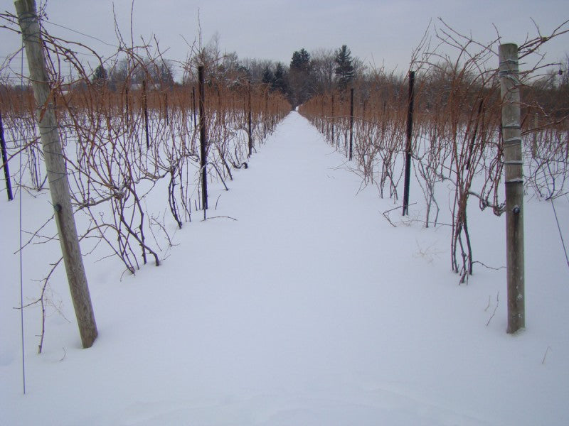 Vineyard Design – Row Orientation, Row and Vine Spacing, and Trellis H