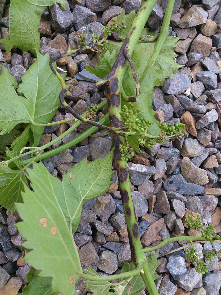 Grape Pest Management for the Homeowner