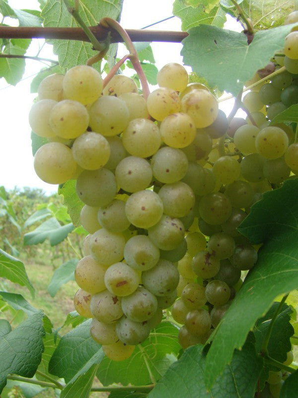 Determining Grape Maturity and Deciding When to Harvest