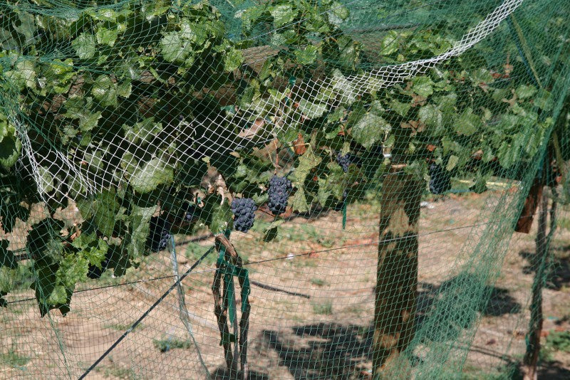 Minimizing Bird Damage in your Vineyards