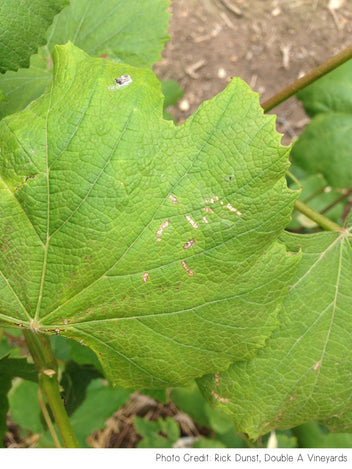 Grape Rootworm