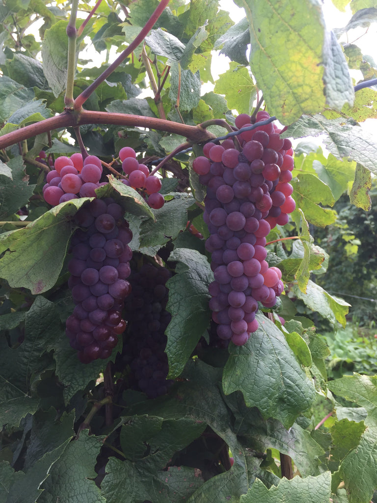 Canadice Seedless Grape Vines - Double A Vineyards