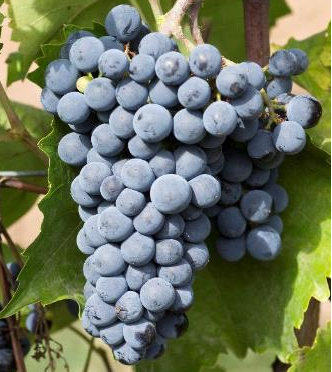 Buy Chancellor Grape Vines For Sale | Double A Vineyards