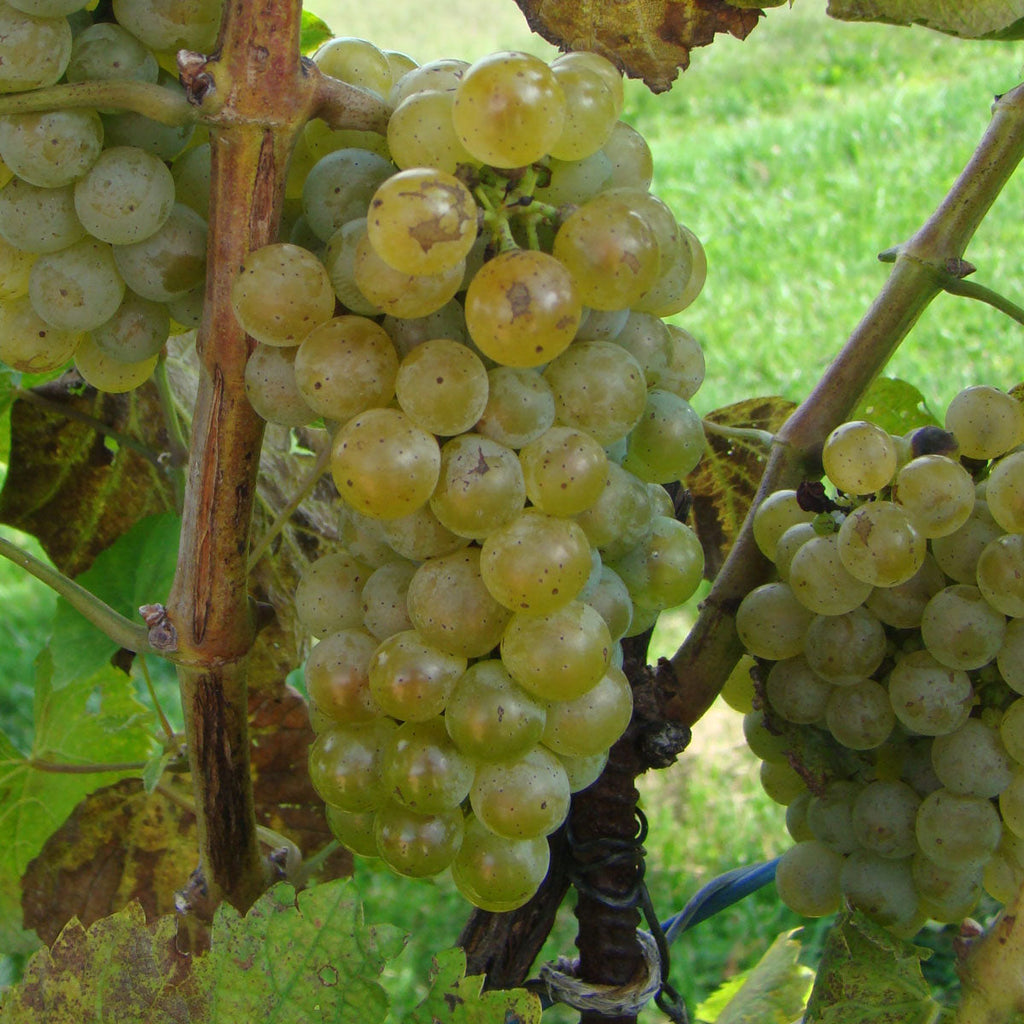 Alvarinho Grafted Vines | Albarino Grapes - Double A Vineyards