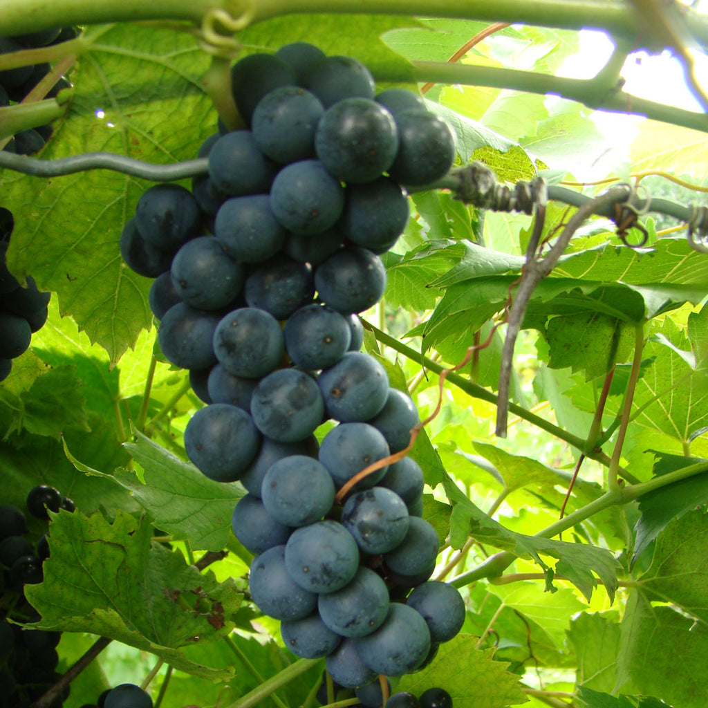 Baco Noir Grape | Vigorous Variety - Double A Vineyards