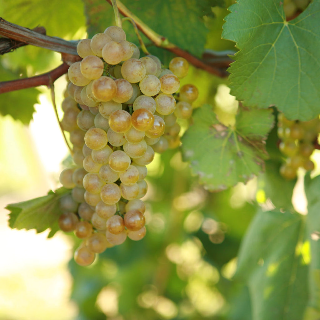 Chardonel Grape Vines - Double A Vineyards