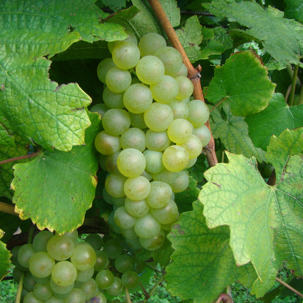 Chardonnay Wine Grapes For Sale - Double A Vineyards