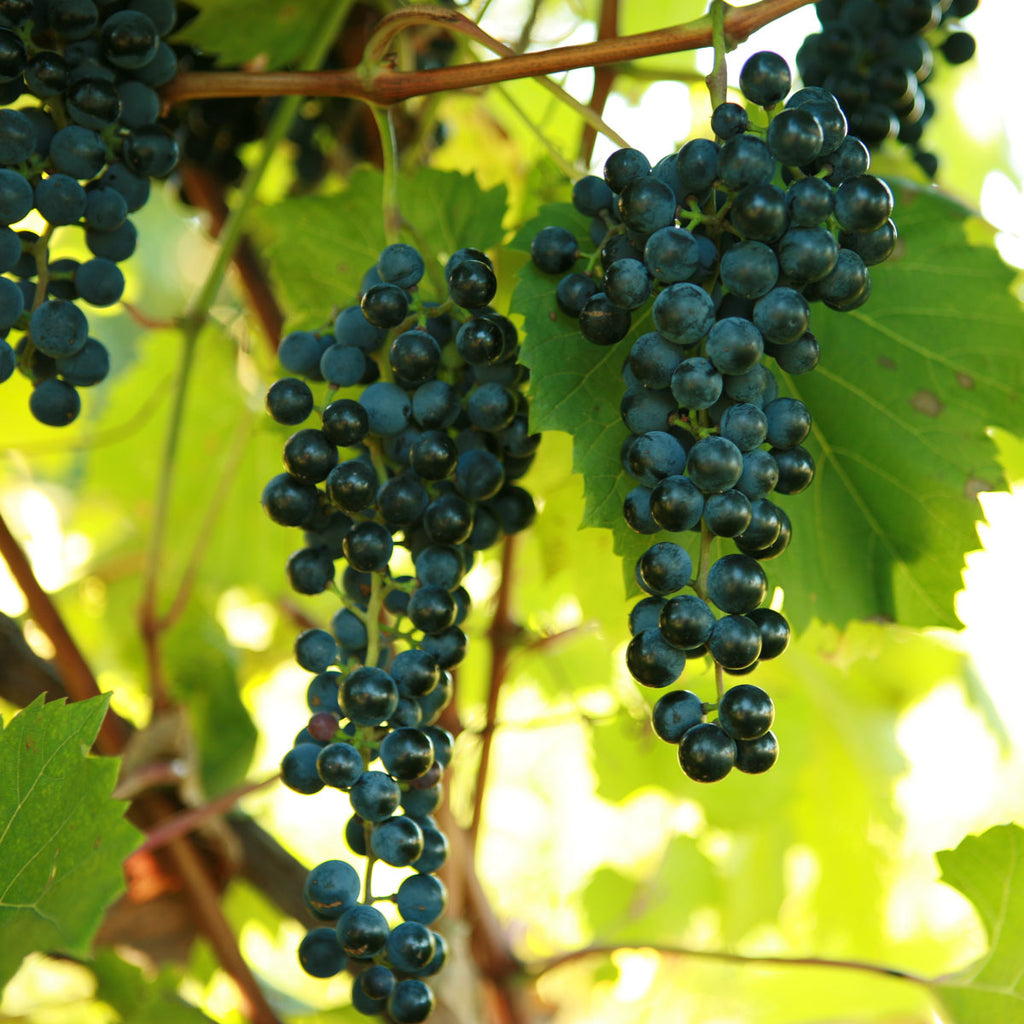Frontenac Wine Grape | Frontenac Vines - Double A Vineyards