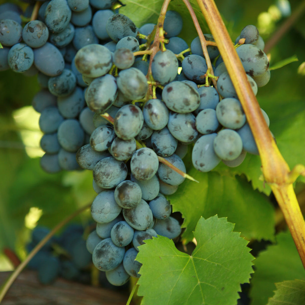 Jupiter Grape Vines for Sale - Double A Vineyards