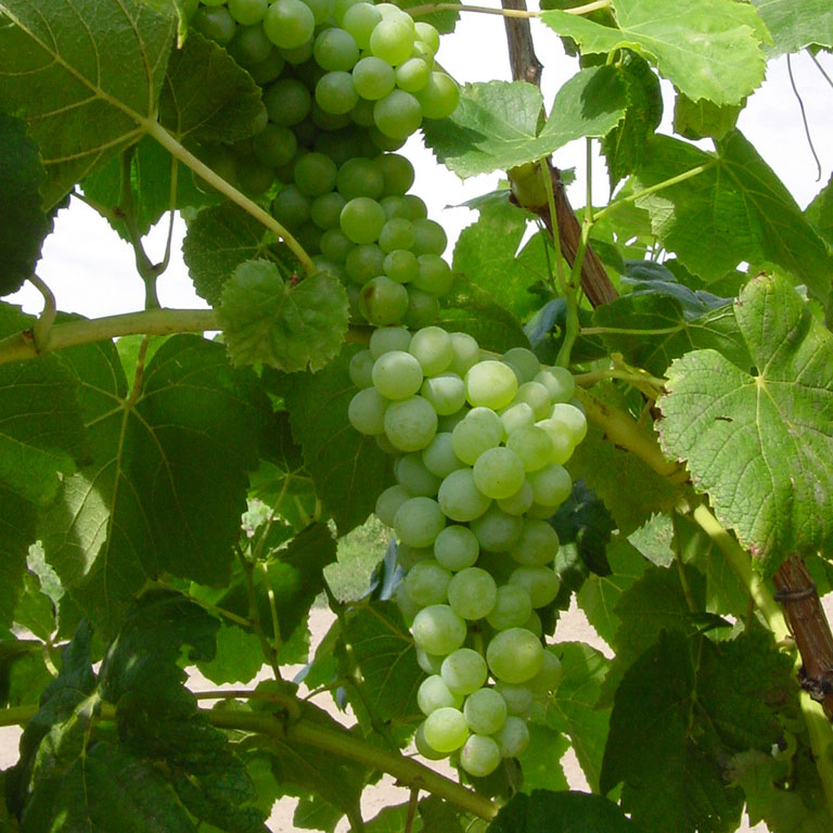 Lakemont Seedless Grape Vine - Double A Vineyards