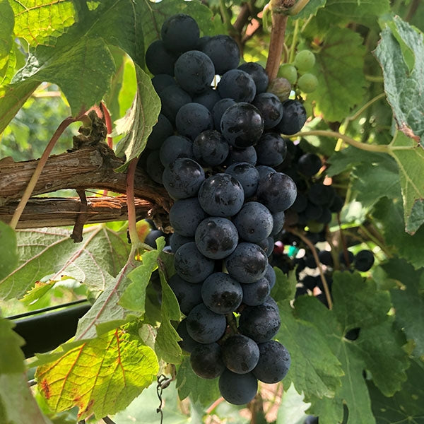 Grapes Merlot | 3309 Grafted Grapevines - Double A Vineyards