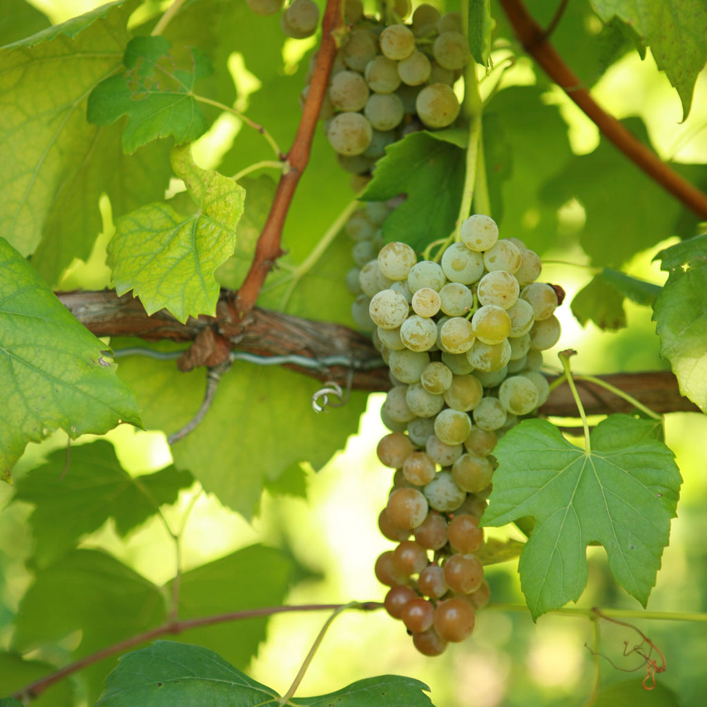 Aromella Grape Vines For Sale - Double A Vineyards