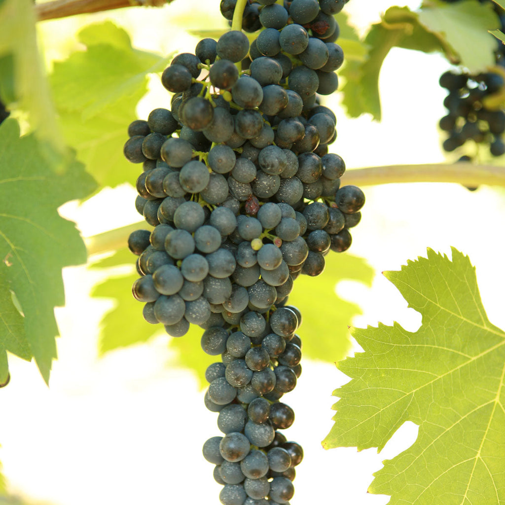 Shiraz Wine Grapes | Grafted Grape Vines - Double A Vineyards