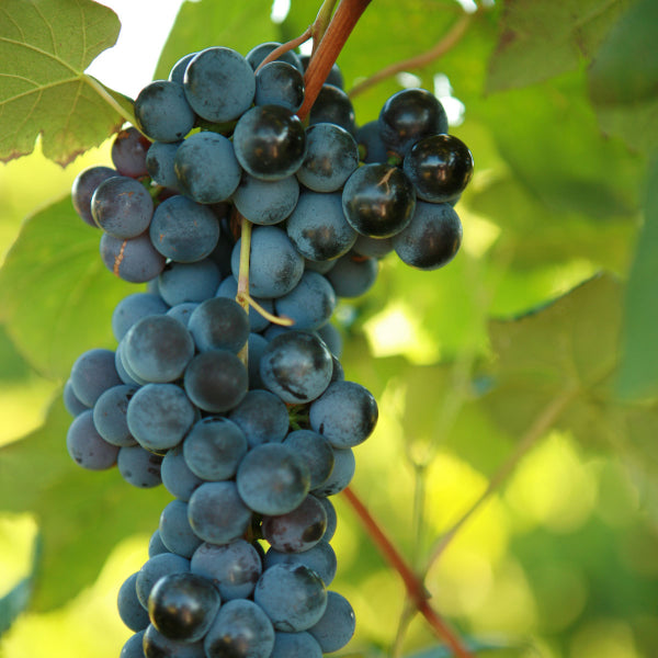 Steuben Grape Vines For Sale | Double A Vineyards