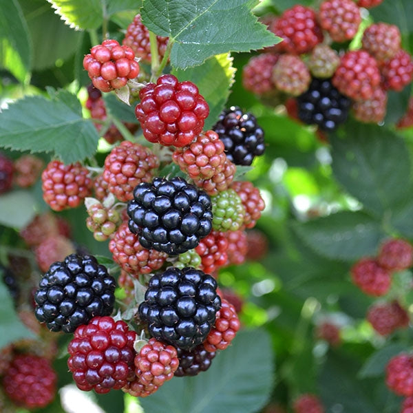 Chester Blackberry Thornless Plants - Double A Vineyards