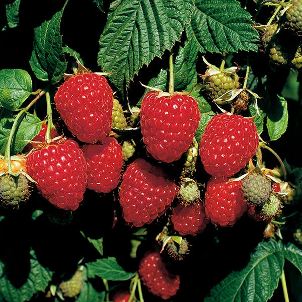 Himbo Top Raspberry Plants For Sale | Double A Vineyards