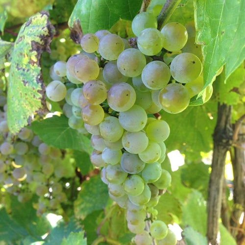 Frontenac Blanc Grapevines - Double A Vineyards