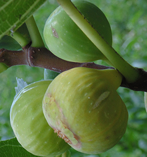 Beers Black Fig Trees For Sale - Double A Vineyards