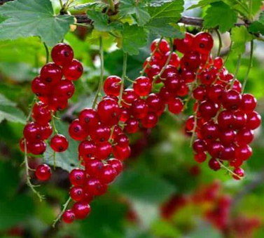 Perfection Red Currant Plants For Sale | Double A Vineyards