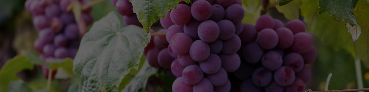 Double A Vineyards - High-quality Grapevines For Sale